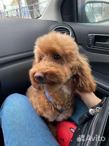 Карликовый пудель вязка