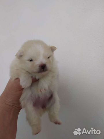 Шпицы тип мишка, померанцы