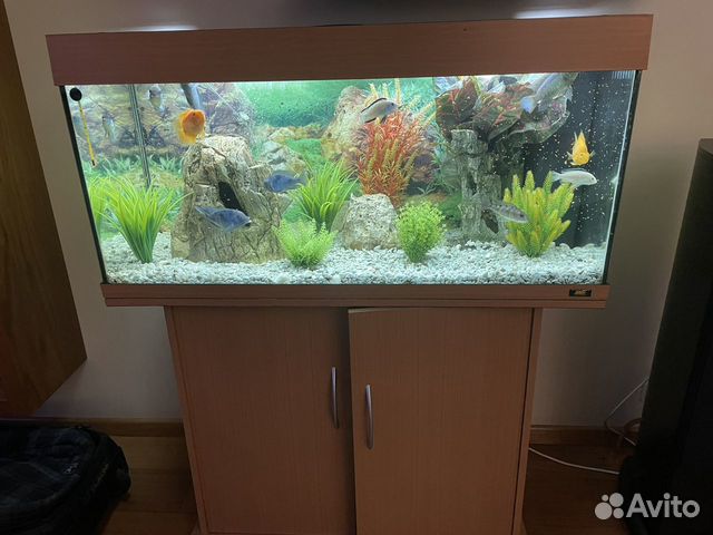 Продам рыбок (малавийцы и 2 сомика)