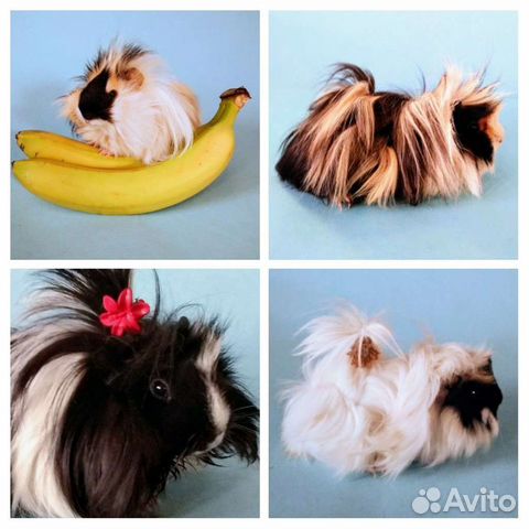 Морские свинки, ангора