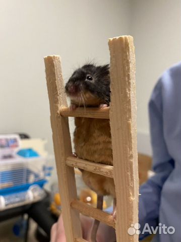 Мышь декоративная самец