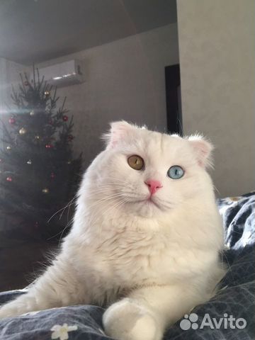 Шотландский кот на вязку