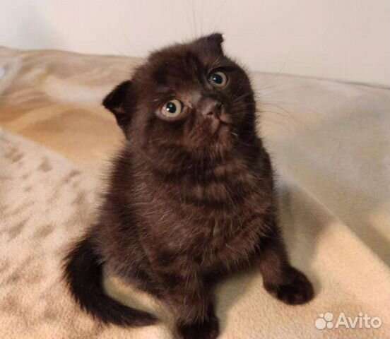 Шотландская