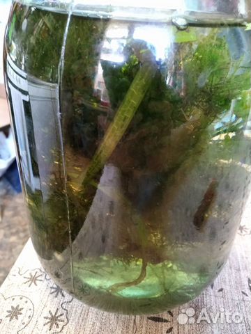 Мох, ваши мнения и что-то ещё в аквариум