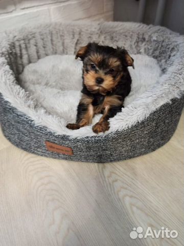 Йоркширский терье мальчик