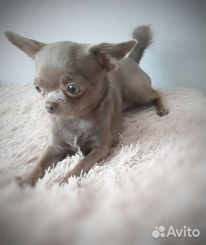 Чихуахуа редкая красотка