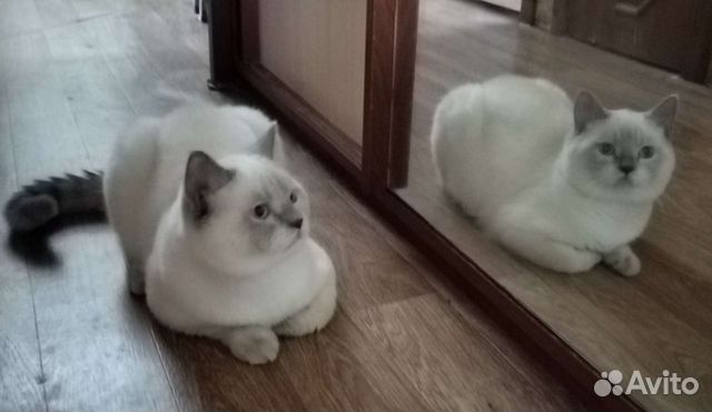 Вязка котик швед-блю