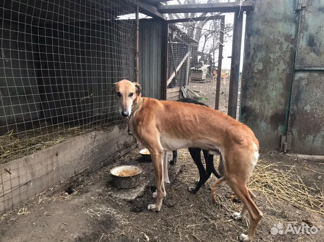 Русская борзая