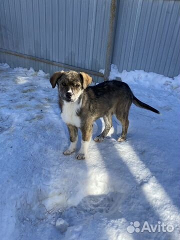 Крупный щенок (мама алабай)