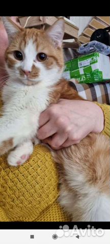 Мододенький котик ищет дом