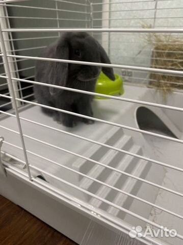 Кролик вислоухий