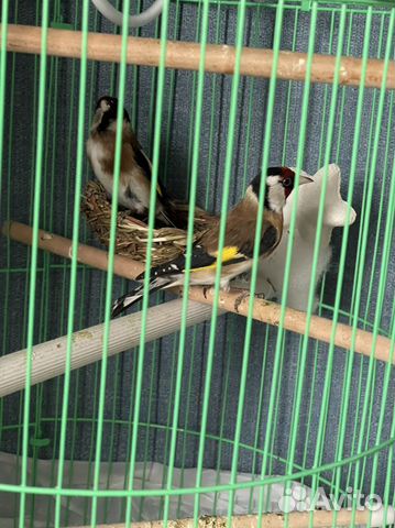 Пара щеглов