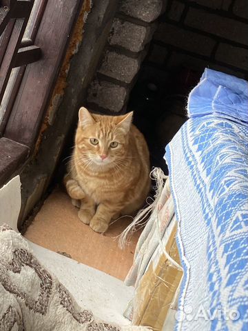 Мраморный рыжий котёнок ищет семью