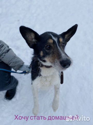Маленькая собакая в добрые руки