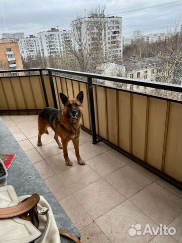 Овчарка в добрые руки