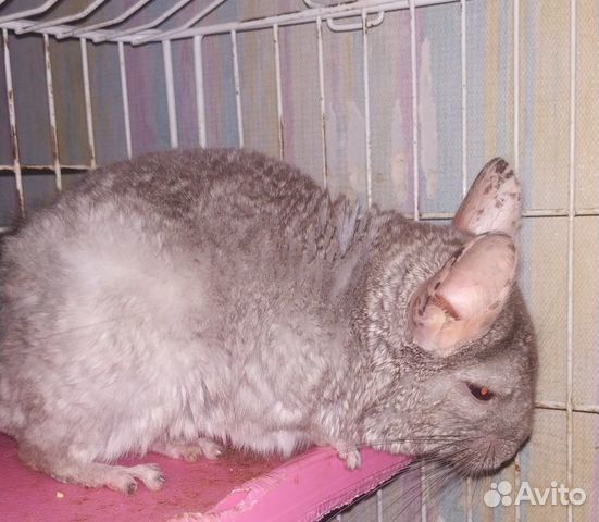 Шиншиллы пара с клеткой