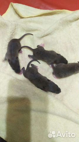 Крысята на корм