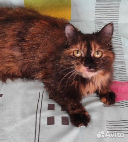 Кошки в добрые руки