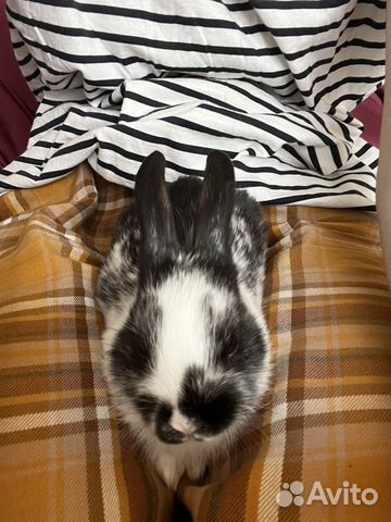 Карликовый кролик