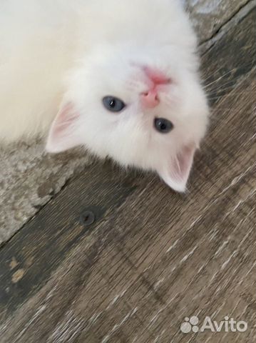 Белые пушистики