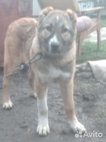 Алабай щенок