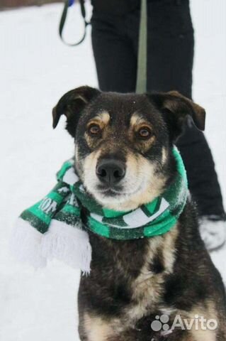 Спаси меня хозяин