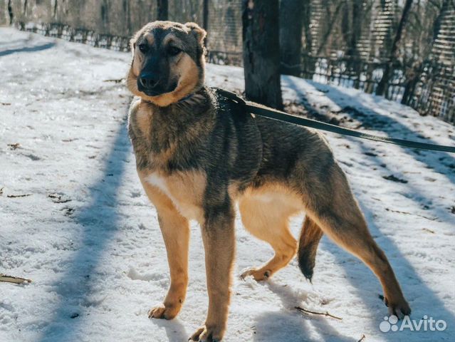 Робкий парень щенок никому не приглянулся