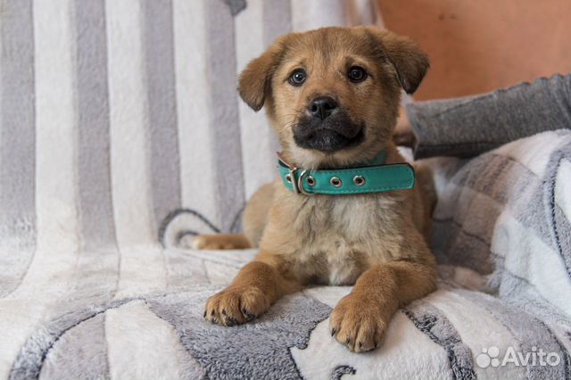 Щенок (мальчик, 2.5 месяца) в дар