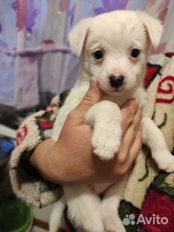 Собака в добрые руки щенок