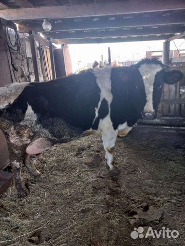 Корова с теленком