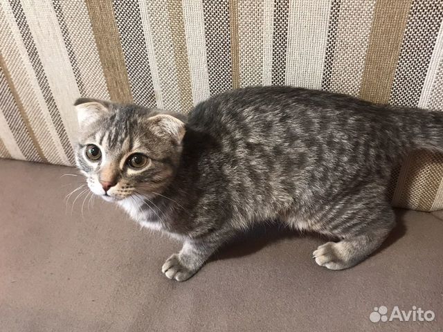 Котенок смесь шотландский