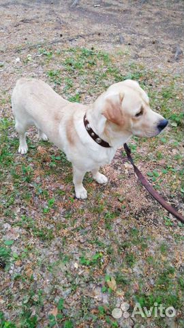 Отдам лабрадора в добрые руки