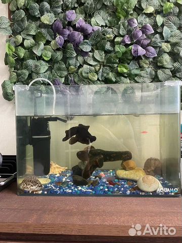 Аквариумные рыбки