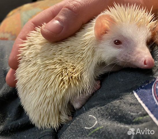 Африканский ежик