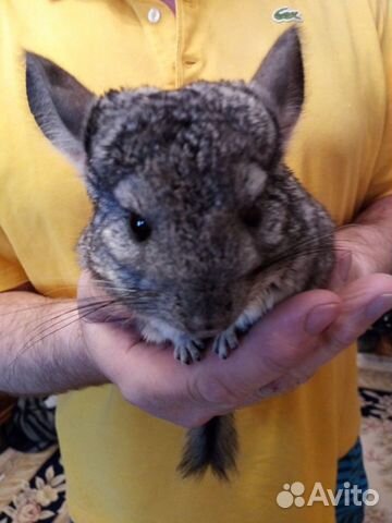 Шиншилла мальчик и девочка