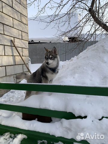 Сибирский хаски
