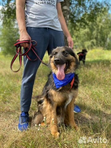Пес Дени в добрые руки