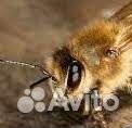 Матки пчелы карника