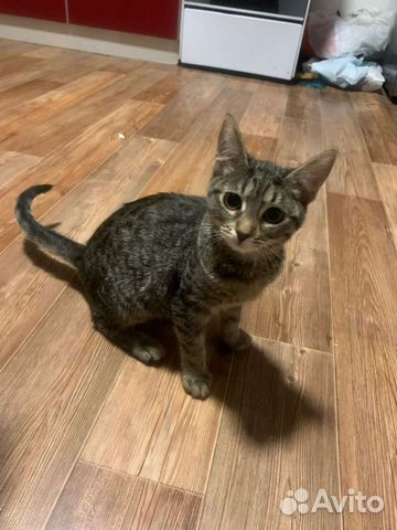 Милая киска в хорошие руки