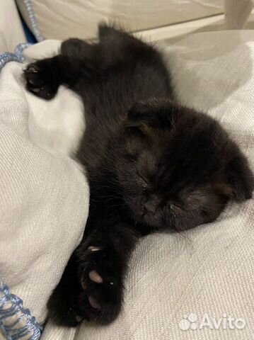 Шотландская скоттиш фолд