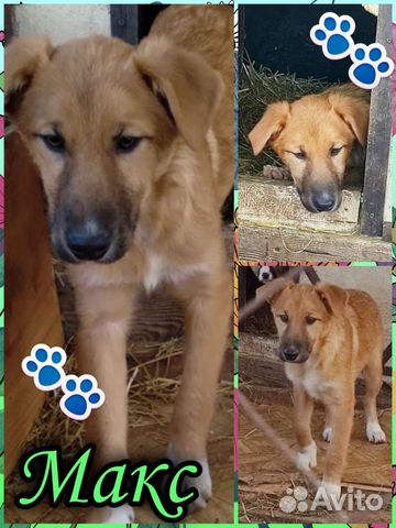 Щенок в добрые руки