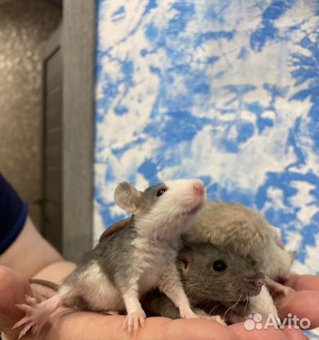 Крысы дамбо