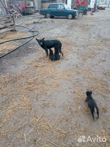 Собака келпи австролийская