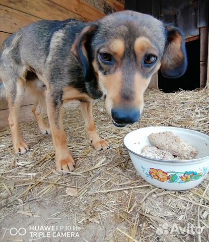 Ищет дом молодой, небольшой кобелек