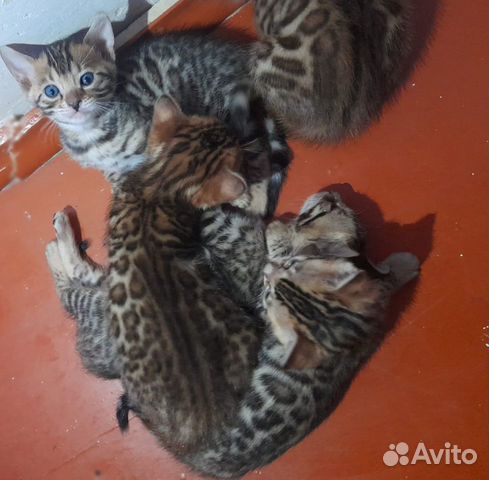 Продаю Бенгальских котят