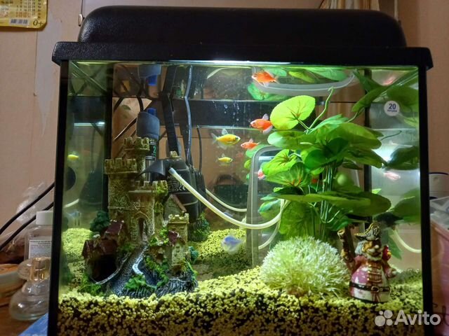 Аквариумные рыбки