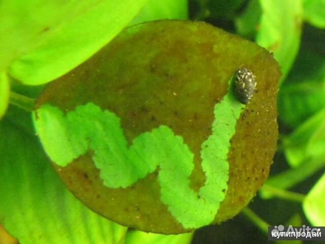 Улитки теодоксусы 50р