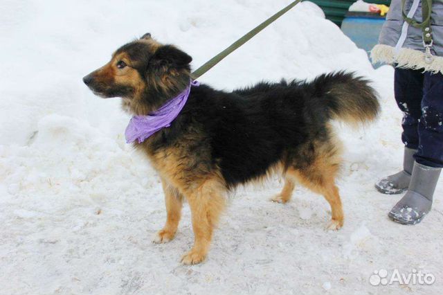 Маленькой собаке тяжело в приюте