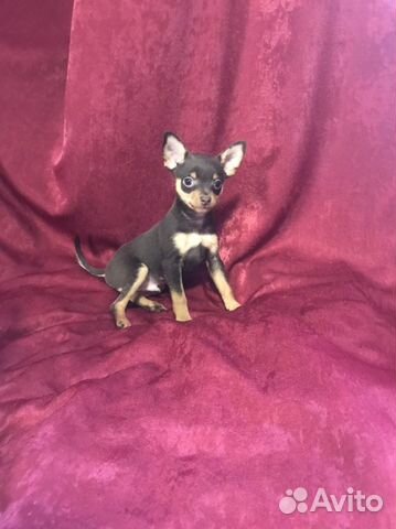 Щенки русский той-терьер