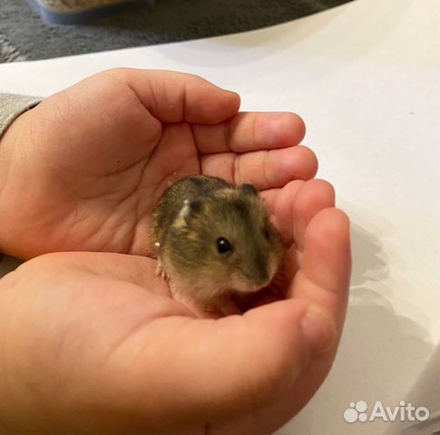 Джунгарский хомяк малыши